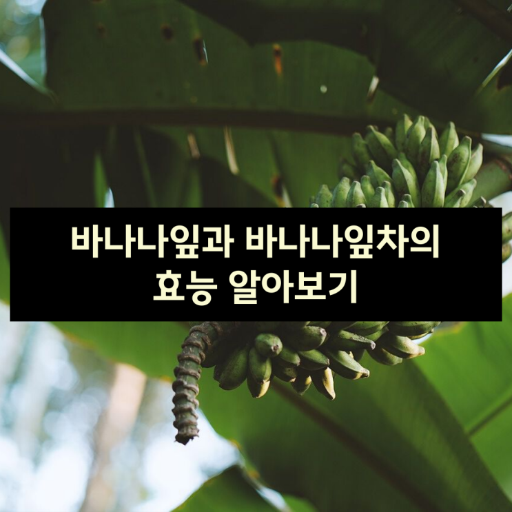 바나나잎과 바나나잎 차의 효능 알아보기 네이버 블로그