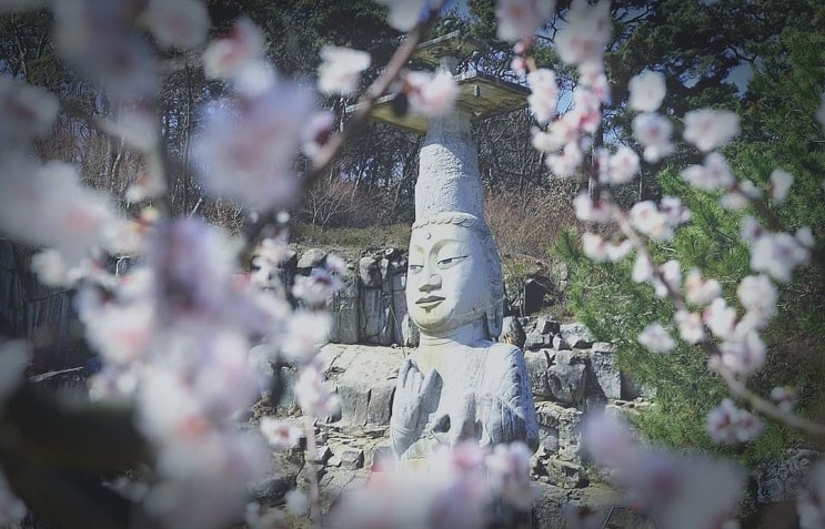 충남 논산 벚꽃 명소 관촉사 탑정호출렁다리 논산천 백제군사박물관 옥녀봉 논산 가볼만한곳 코스 네이버 블로그