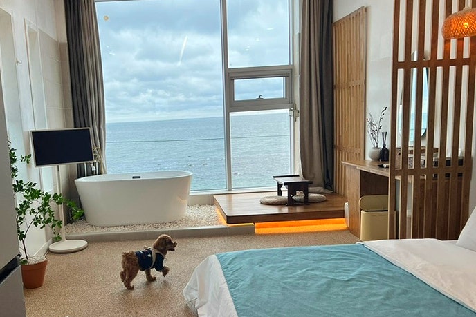 강릉 애견동반 숙소, 동해 오션뷰 고즈넉한주문펜션 301호 리뷰 : 네이버 블로그