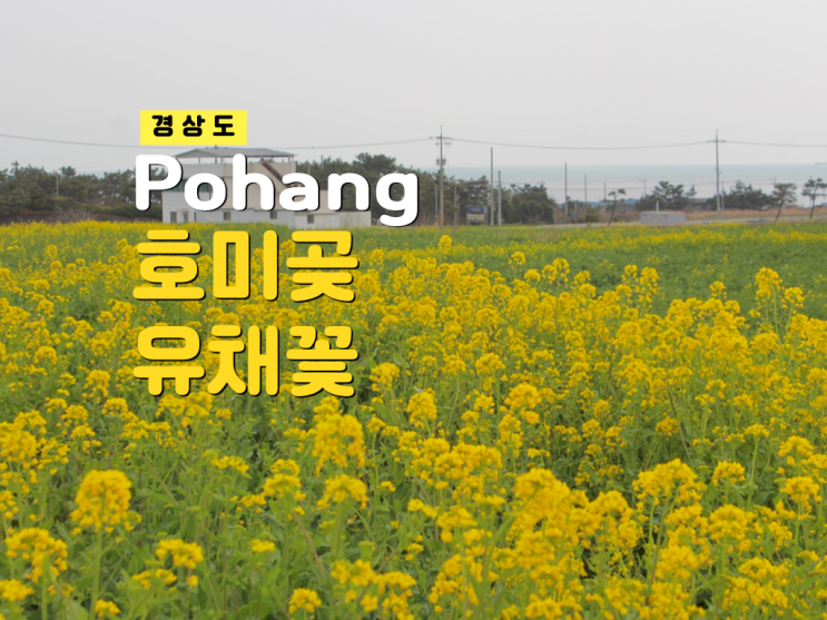 2024 포항 호미곶 해맞이광장 유채꽃 단지 개장 실시간 개화상황 축제기간 네이버 블로그