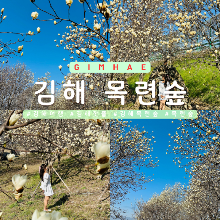 김해 목련숲 주차 개화상황 당일치기 부산근교 드라이브 가볼만한곳 네이버 블로그