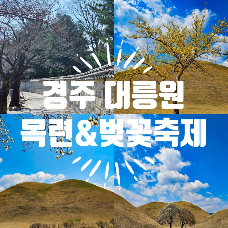 경주 대릉원 돌담길 벚꽃축제 연기 일정 목련포토존 개화 상태 네이버 블로그