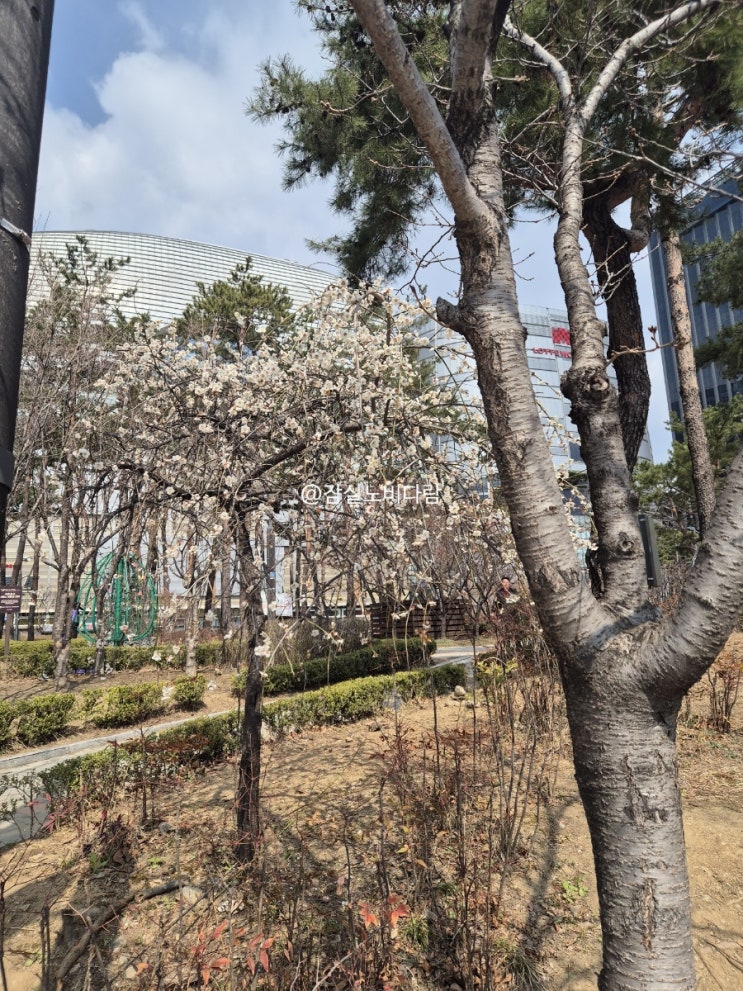 송파 잠실 벚꽃축제 기간 석촌호수 개화 현상황 개화시기 네이버 블로그