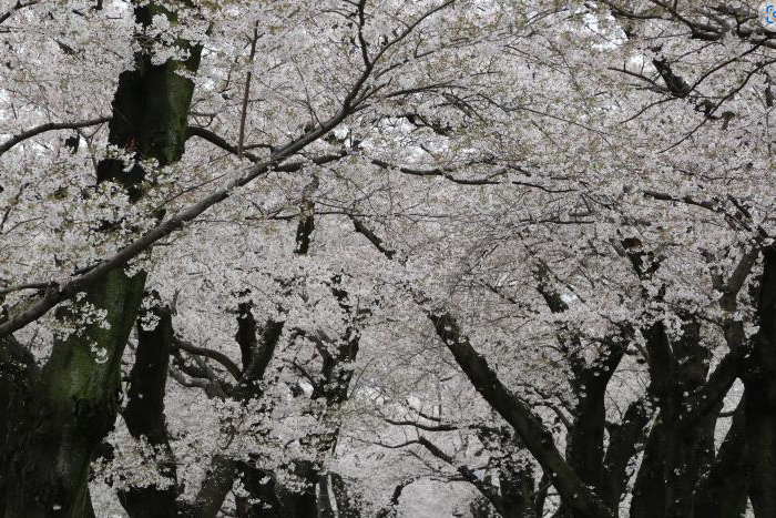 울산 작천정 벚꽃축제 기본정보 주차 행사 먹거리 네이버 블로그