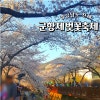 벚꽃 개화시기와 진해 군항제 일정 주차 셔틀 네이버 블로그