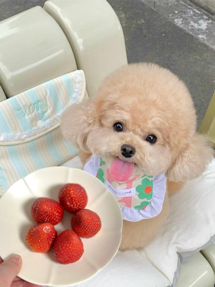 강아지 딸기 먹어도 되나요 고양이 과일 급여할 때 사과 파인애플 블루베리 수박 급여방법 네이버 블로그