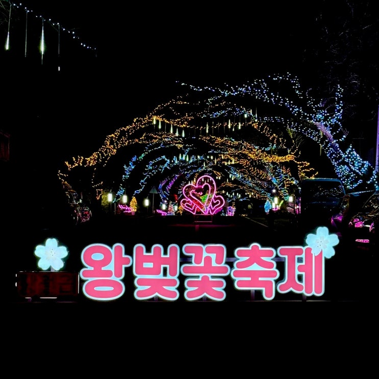 2024 제주 왕 벚꽃 명소 애월읍 장전리 축제 실시간 개화 정보 야간 포토존 주차 위치 네이버 블로그