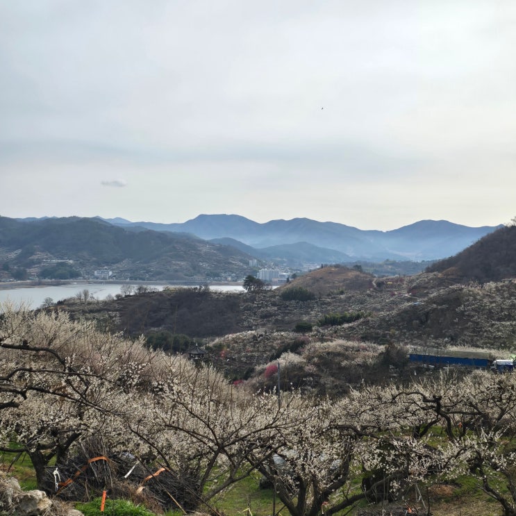 광양 매화마을 구례 산수유마을 당일치기 부산테마여행사 버스투어 Go Go 네이버 블로그
