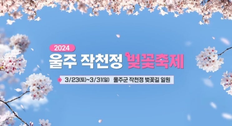 울산 작천정 벚꽃축제 기본정보 언양 울산 벚꽃명소 일정 기간 네이버 블로그