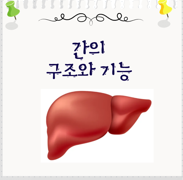 간의 구조와 기능해독 혈장단백질 합성 지질 및 콜레스테롤 대사 탄수화물 대사 담즙 생산 및 분비 아미노산 대사