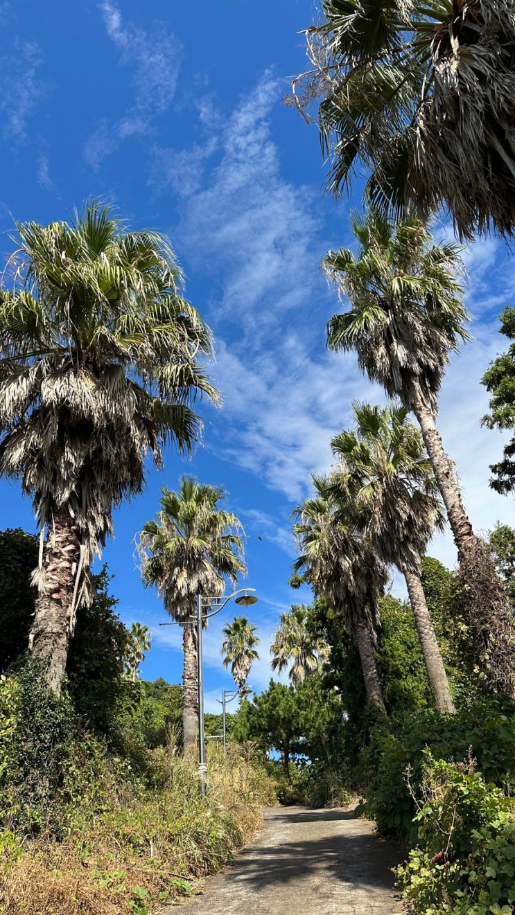 Washingtonia 워싱턴야자 Washington palm : 네이버 블로그