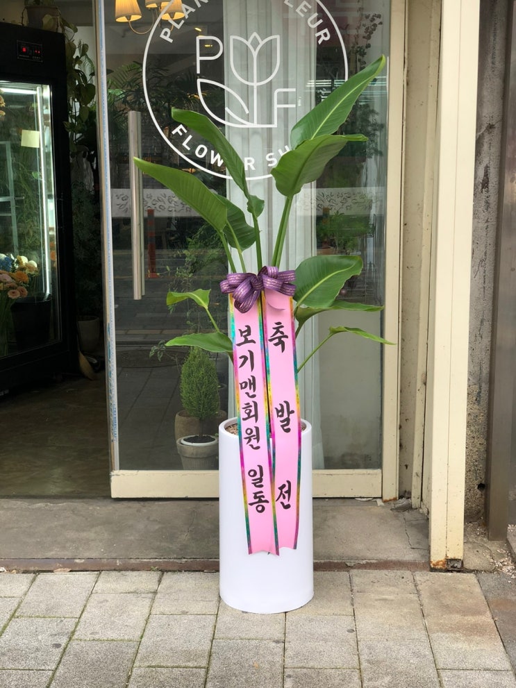 여인초 극락조 개업화분 대전중구꽃집 대전데흥동꽃집 대전대흥동화분 대전화분배송 승진화분 대전은행동화분 선화동화분
