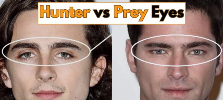 유튜브로 영어공부 : 포식자의눈 Hunter(Predator) eyes, 멋잇감의눈 Prey eyes 뜻? : 네이버 블로그