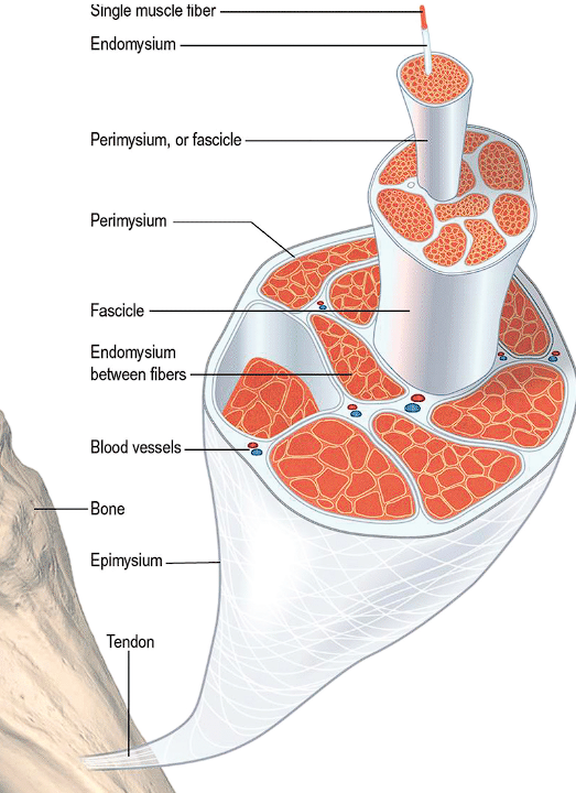 해부학 근육muscle해부학 요약 정리 일반인도 함께하는 3개월 의사국가고시 1등급 과정 네이버 블로그