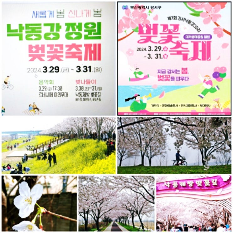 부산 벚꽃축제 가볼만한곳 2024년 낙동강정원 벚꽃축제 삼락벚꽃축제 와 강건너 제7회 강서낙동강변30리벚꽃축제 네이버 블로그