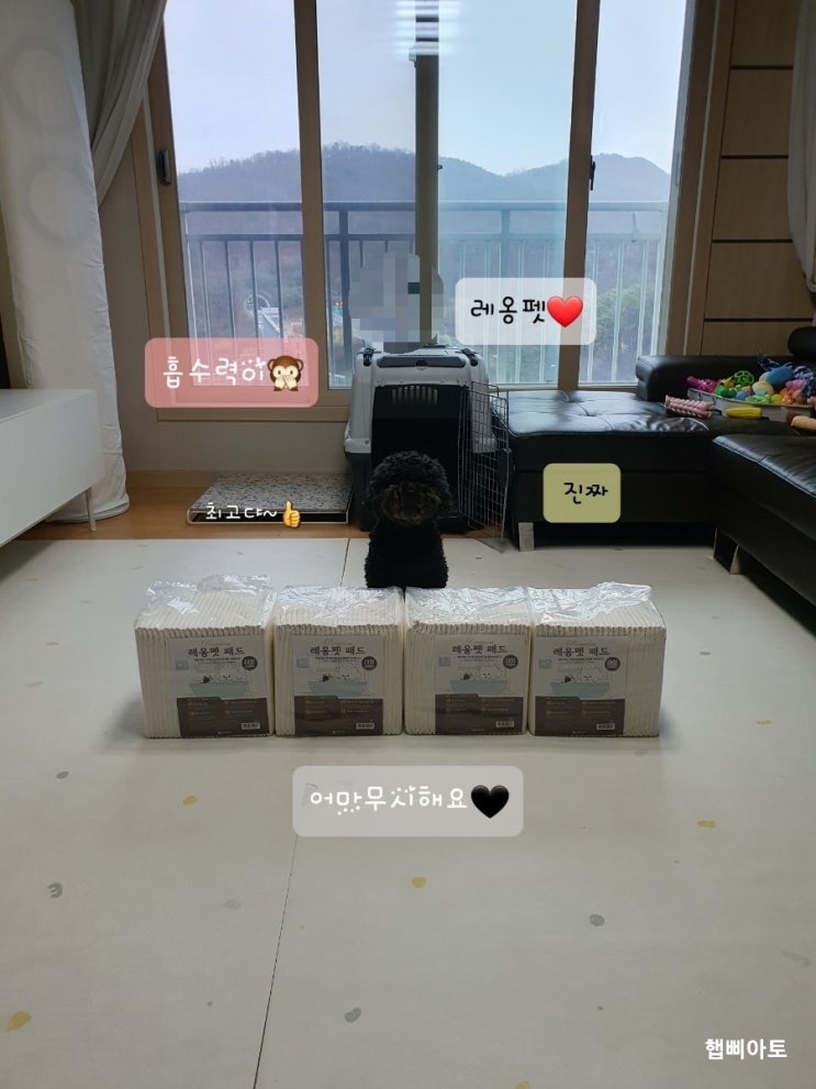 강아지 배변패드 추천 빠른 흡수 유도제 포함 배변훈련이 가능한 레옹펫 네이버 블로그