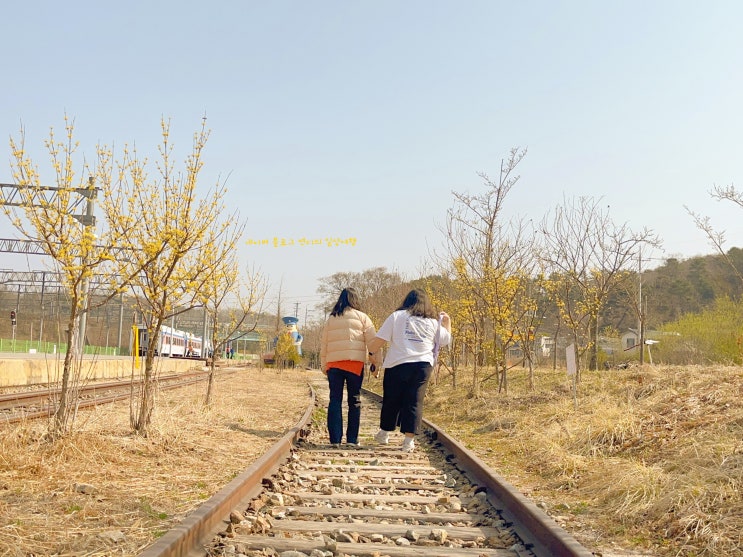 강원도 춘천 김유정역 폐역 산수유 가득 피어있는 봄 나들이 꽃구경 장소 추천 아이들과 가기 좋은 곳 네이버 블로그