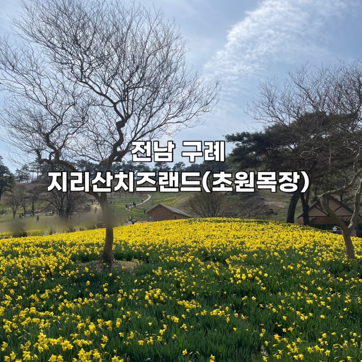 전남 꽃구경 수선화 양 먹이주기 가능한 구례 지리산치즈랜드 네이버 블로그