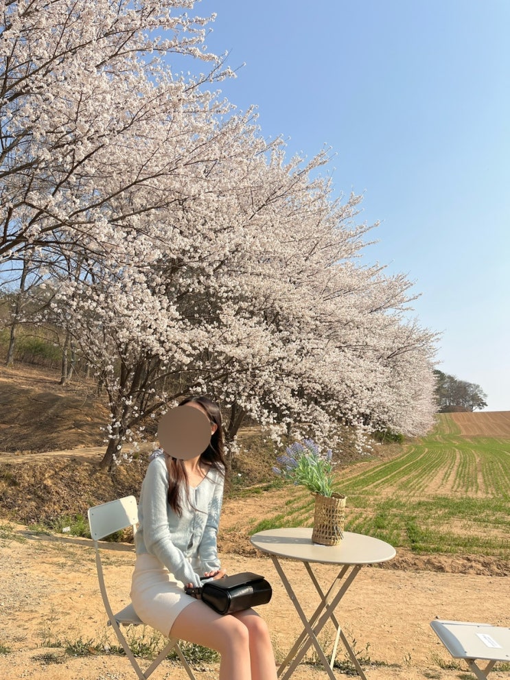 서울 근교 당진 벚꽃 명소 골정지 면천 군자정 카페 피어라 네이버 블로그