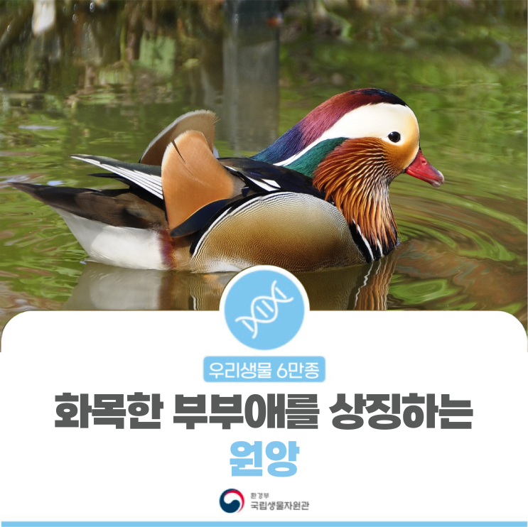 [우리생물 6만종] 화목한 부부애를 상징하는 원앙 : 네이버 블로그