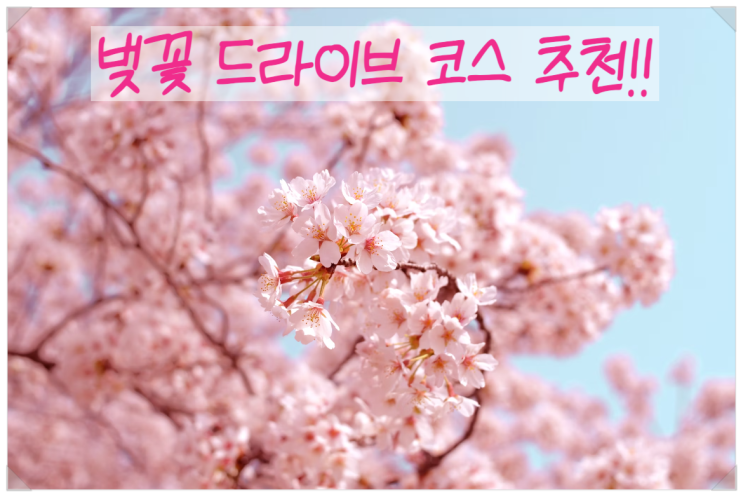 벚꽃 드라이브 코스 추천 천안 광주 팔당호 청도 대전 대청호 양주파주 구례곡성 섬진강 경남 춘천 춘천댐 제주