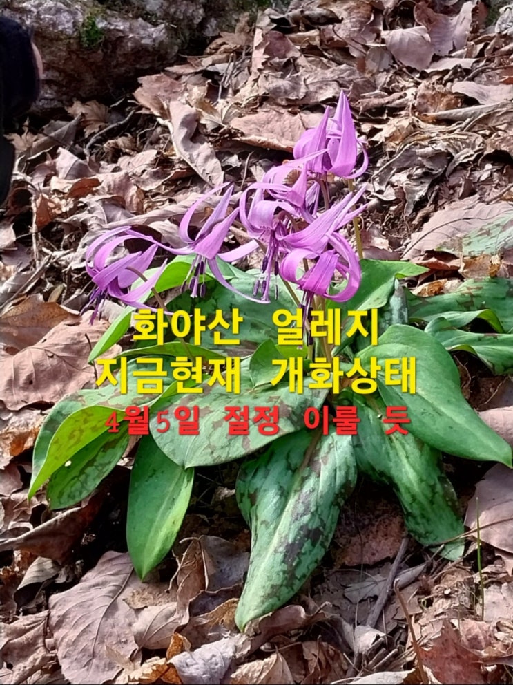 가평 여행 화야산 등산코스 꽃구경 가평 가볼만한곳 화야산 얼레지 꽃길 네이버 블로그