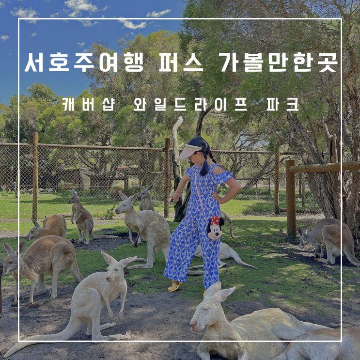서호주여행 퍼스 가볼만한곳 캐버샴 와일드라이프 파크 입장요금 가는 방법 후기 네이버 블로그