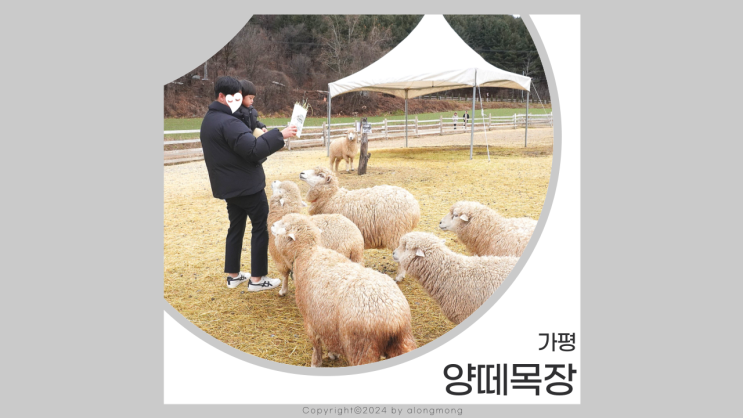 경기도 가평 가볼만한곳 가평양떼목장 입장료 주차 아이와 먹이주기 체험 네이버 블로그