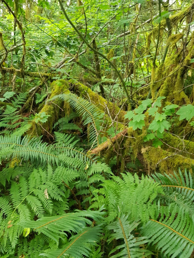 시애틀 외곽 올림픽국립공원 가볼만한 명소 트와일라잇포크스/World's Largest Sitka Spruce/루비비치/포트엔젤 ...