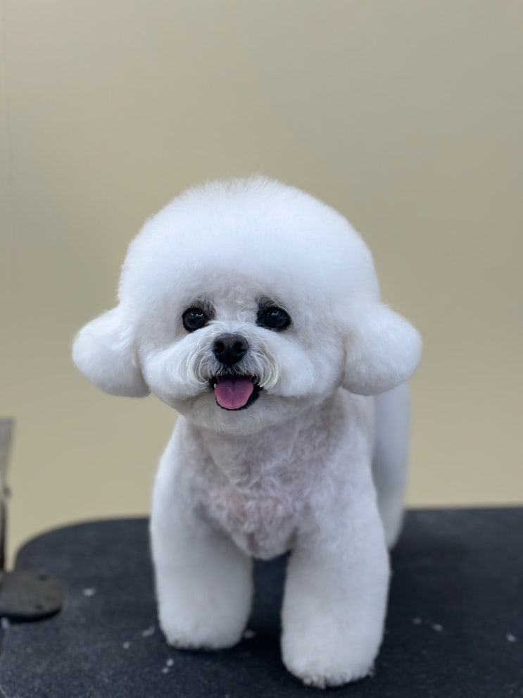 광주애견미용첨단애견미용수완동애견미용신창동애견미용윈썸그루밍광주애견미용광주대형견미용 네이버 블로그