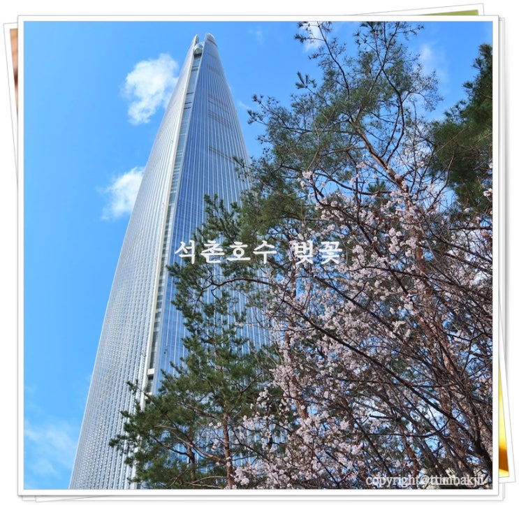 서울 석촌호수 벚꽃축제 미리구경♬ 벚꽃 개화 만개시기 And 주차장 네이버 블로그