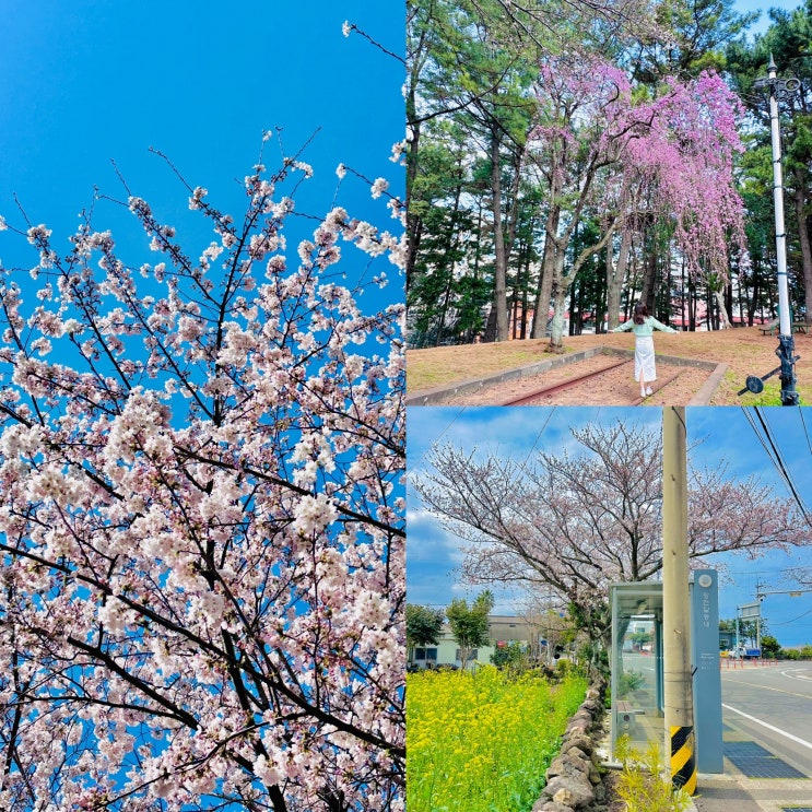 제주 벚꽃 명소 제주대학교 전농로 삼무공원 장전리 제주도 벚꽃 개화시기 실시간 현황 네이버 블로그