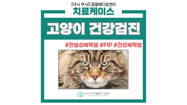 건강검진 중 발견된 고양이 복막염fip 진단과 치료 방법 네이버 블로그