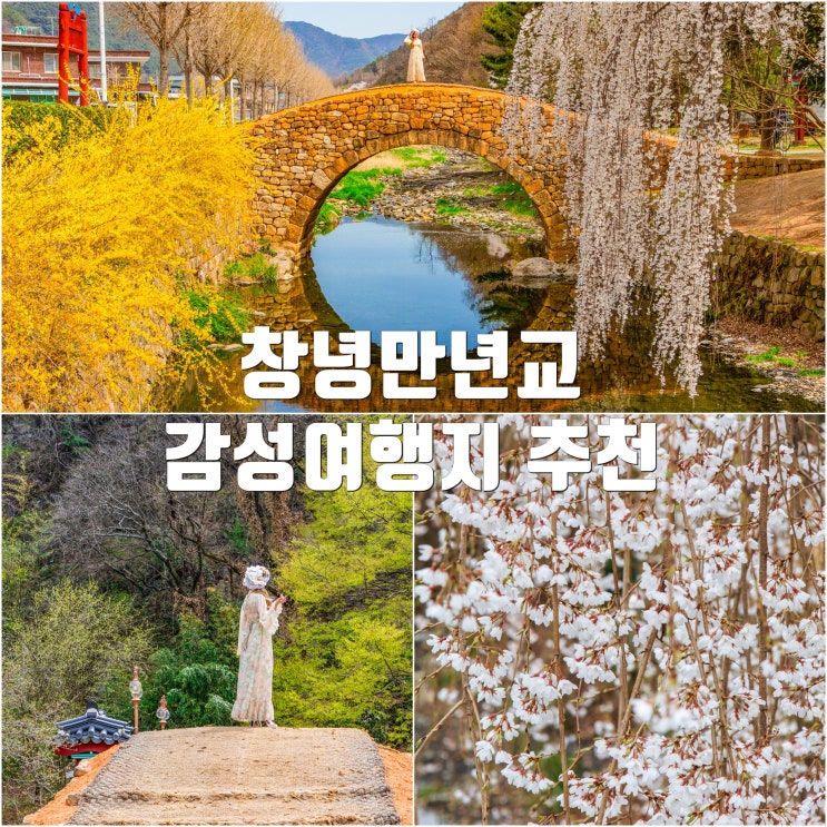 창녕 만년교 경남 벚꽃 명소 수양벚꽃 국내 감성 관광지 추천 네이버 블로그