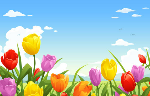 에버랜드 튤립 축제 튤립꽃말 망고튤립꽃말 노란튤립 하얀튤립 보라색튤립꽃말 네이버 블로그