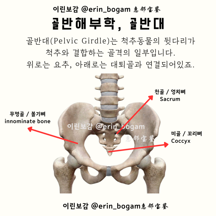 골반해부학 골반대의 해부학적 구조와 기능 골반의 해부학적 구조와 기능 네이버 블로그