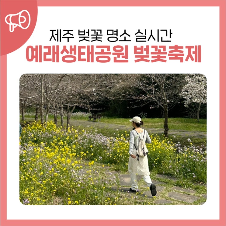 제주 벚꽃 명소 실시간 제1회 예래생태공원 벚꽃축제 네이버 블로그
