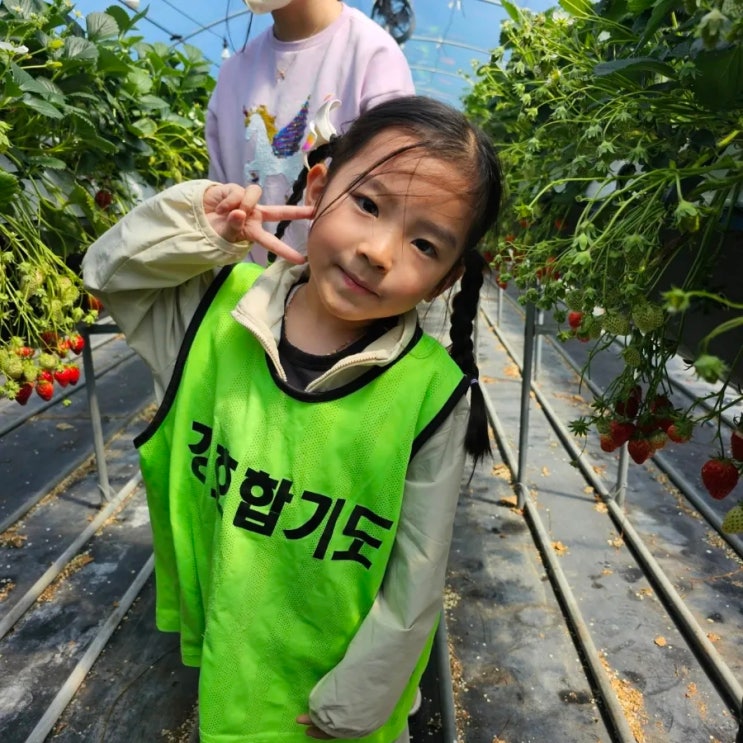 봄나들이딸기따기체험자연감성ㅣ강호합기도우암동대연동문현동감만동용당동딸기무제한체험활동홈플러스우암초동천초성천초