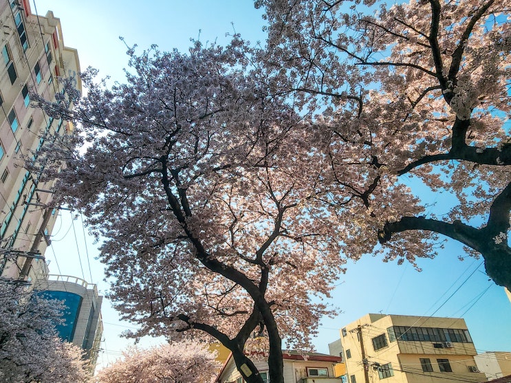 제주도 벚꽃 명소 그리고 3월 제주도 봄나들이 여행지 실시간 제주 벚꽃 만개 시기 참고 네이버 블로그