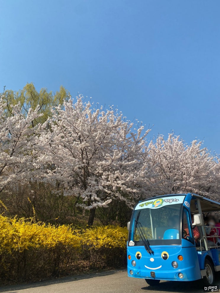 2024 여의도 벚꽃 개화 만개시기 서울 벚꽃축제 사진 명소 주차 꿀팁 네이버 블로그
