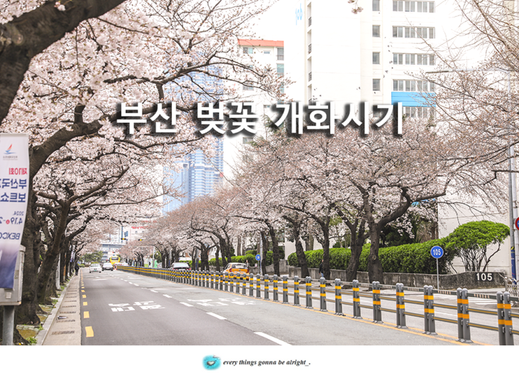 부산 벚꽃 개화시기 해운대 달맞이길 부산 남천동 벚꽃 명소 실시간 네이버 블로그