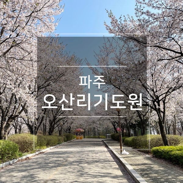 경기도 벚꽃명소 가볼만한곳 파주 여행 오산리기도원최자실기념금식기도원 4월 핫플 나들이 꽃구경 볼거리 가득한 당일치기 데이트
