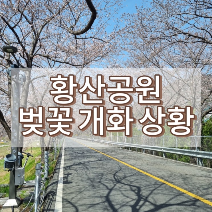 봄바람 불어오는 황산공원 벚꽃 개화 상황 실시간 업데이트 양산 캠핑 축제 이용 팁 네이버 블로그
