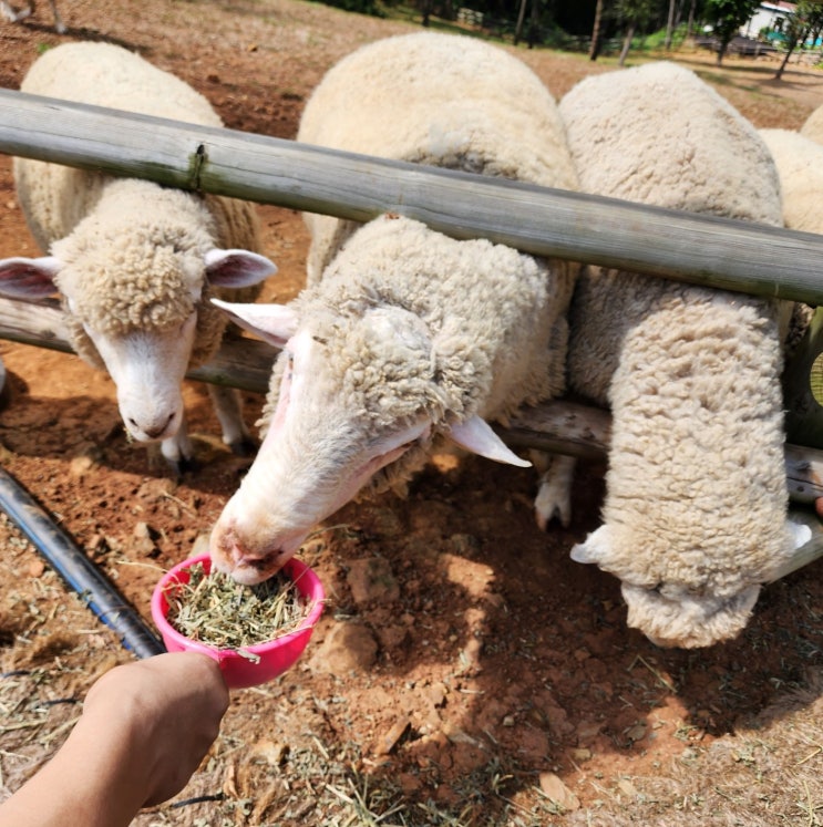 거제 숲소리공원 추천｜아이들 놀이터와 양떼목장 먹이주기 체험을 할 수 있는 곳 네이버 블로그