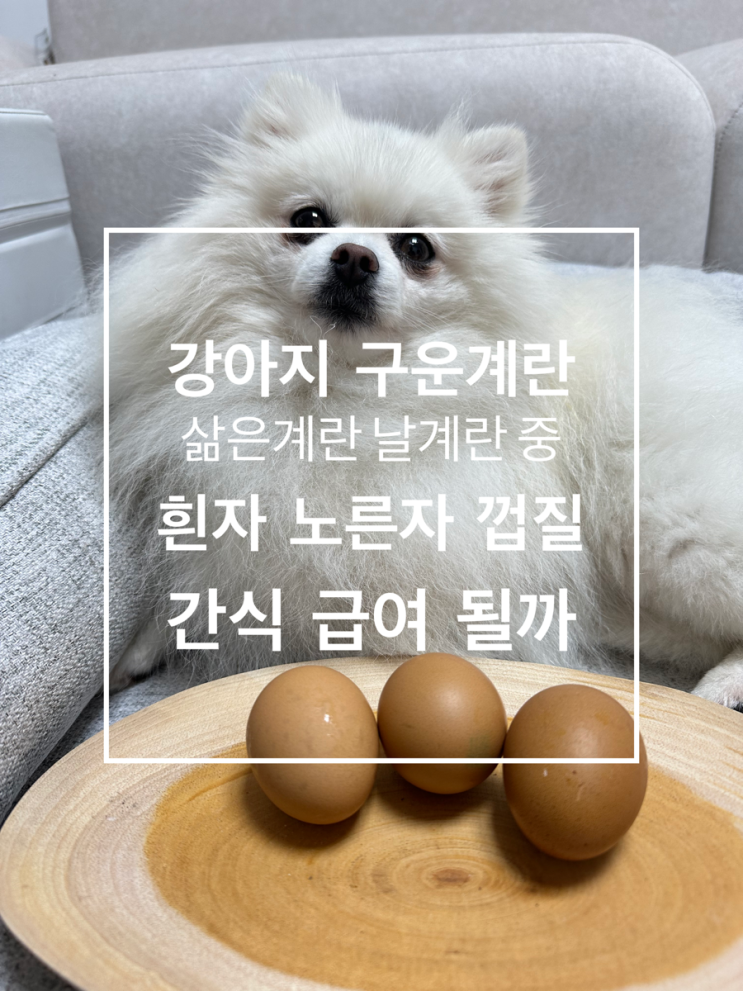 강아지 구운계란 삶은계란 날계란 중 흰자 노른자 껍질 간식 급여 될까 네이버 블로그