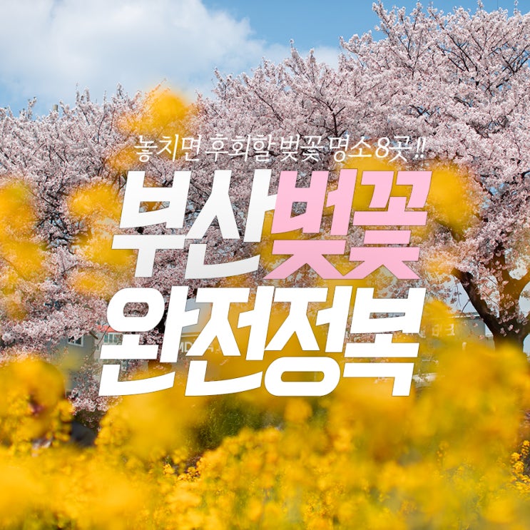 부산 가볼만한곳 개화시기 임박한 벚꽃 명소 개금벚꽃길 포함 8곳 네이버 블로그