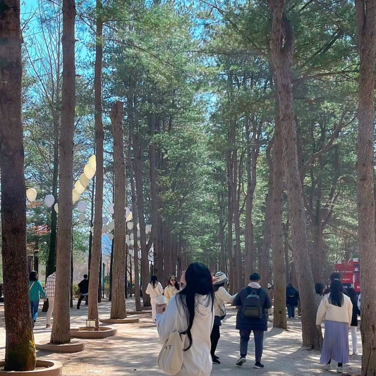 가평 여행 기념일 가장 피곤하게 보내는 법 가평풀빌라가평여행남이섬데이트남이섬자전거남이섬 닭갈비 네이버 블로그