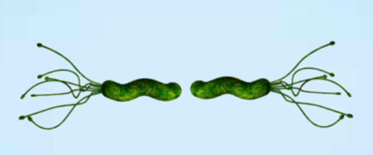 헬리코박터helicobacter Pylori 역학 구조와 생리 관련 질병 네이버 블로그