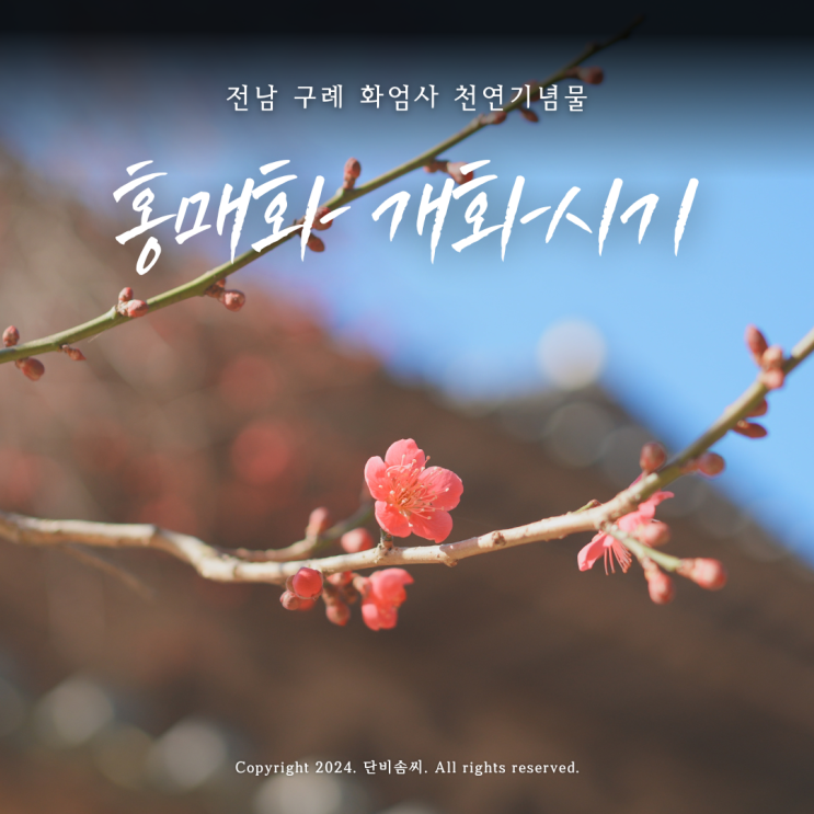3월 전남 구례 화엄사 홍매화 개화시기 실시간으로 보는 방법 네이버 블로그
