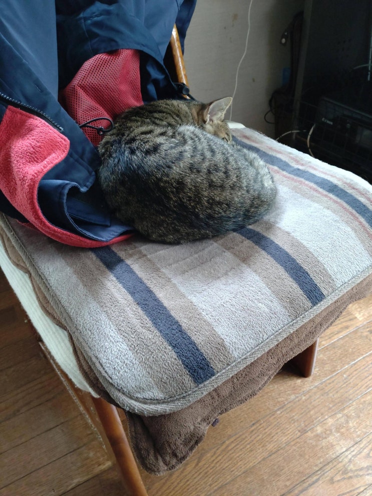 [5ch VIP] 고양이 체온 너무 높잖아 : 네이버 블로그